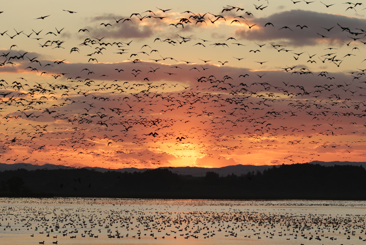 BIRDING - Kyoto, Kansai and Japan: Chasing geese in Miyagi