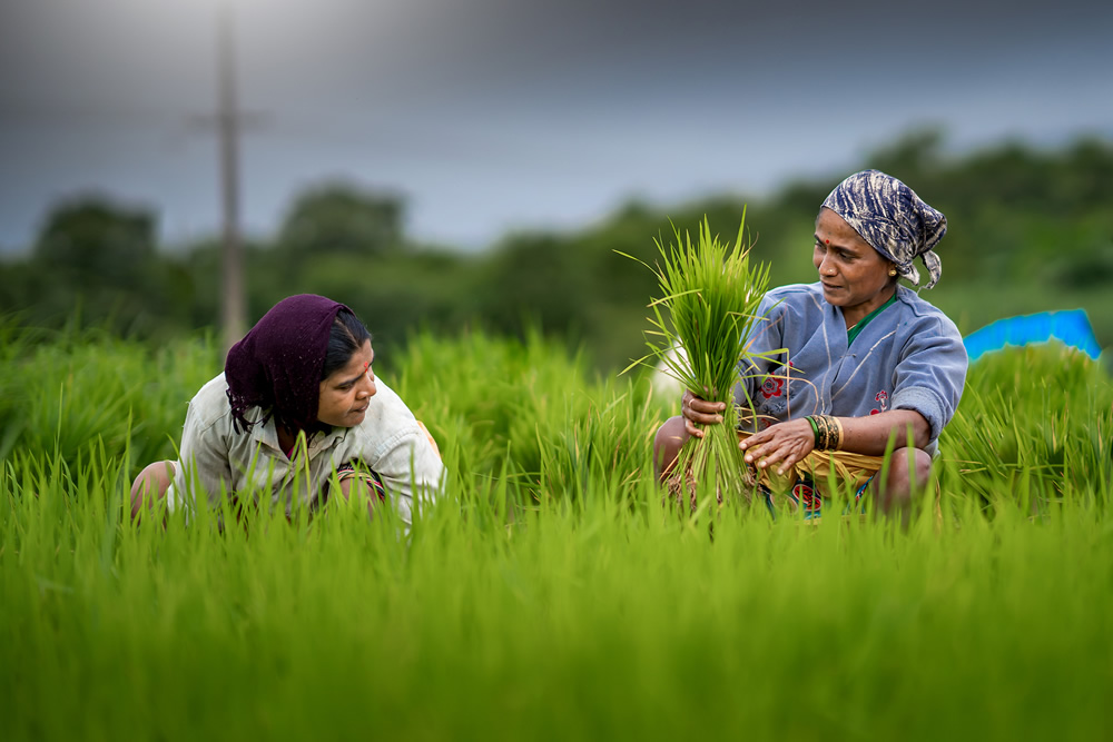 Rice Farming In Konkan
