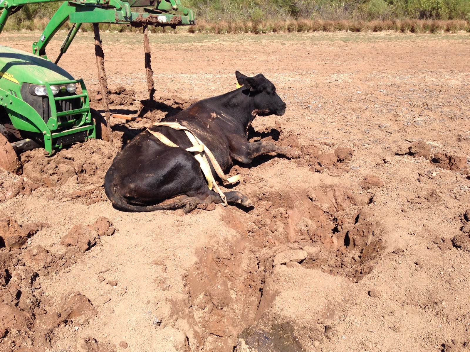 due unto others: The parable of the lost cow?