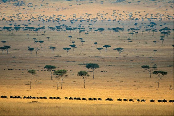 Alternativas para Cuidar el Medio Ambiente: LA SABANA