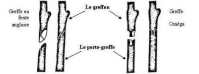 Fosse pédologique et greffage