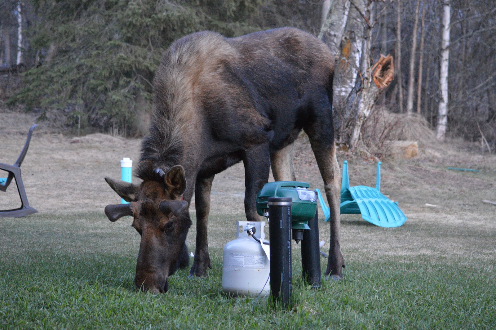 Courageous Joy: Good Morning Moose....Good Night Moose