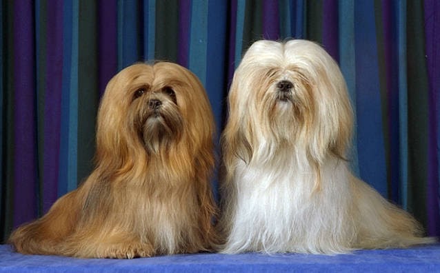 ** Mundo Pet Magazine **: Lhasa Apso