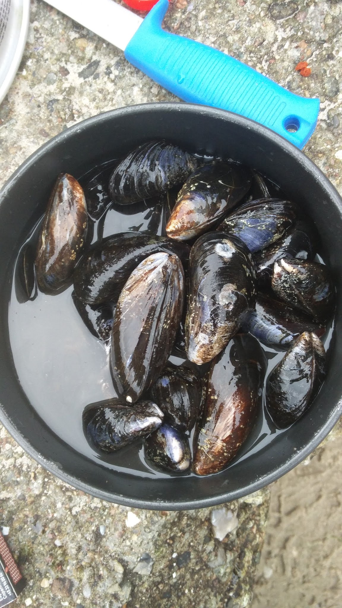 Natur og udeliv: Muslinger og tang - pædagogiske aktiviter ved kysten