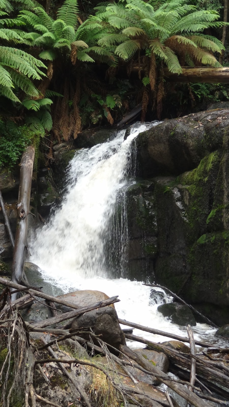 Back To Nature:: Toorongo Falls - Baw Baw NP - VIC