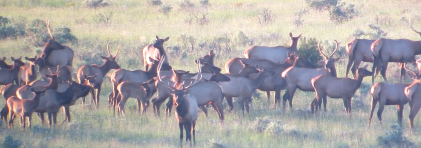 Arizona Elk Hunting Unit 9 Update 9.3.12 - Jay Scott Outdoors/Colburn ...