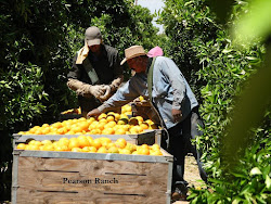 "An Orange a Day"......By Farmer Tony: EXTREME SPRING!