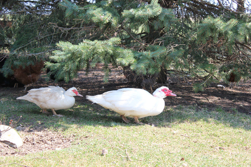 Adventures in Country Living at Shalom Engedi Farm: All about ducks ...