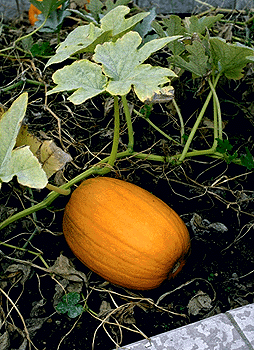 New World Food: Mayan Pumpkins