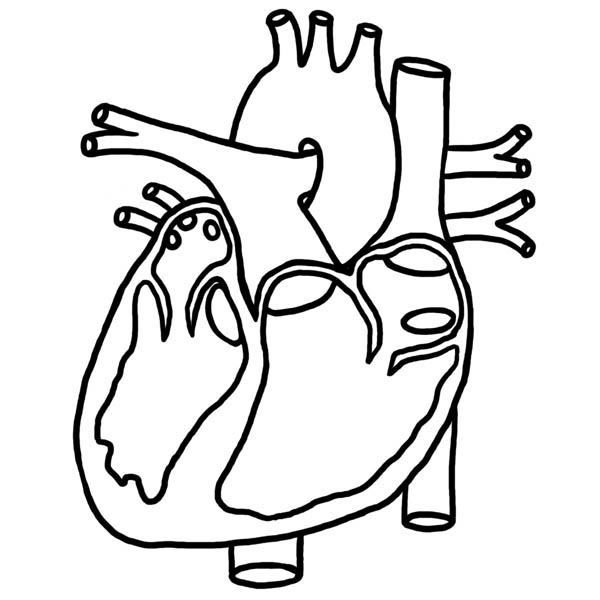 Human Heart Coloring Pages 2 ~ Coloring Pages