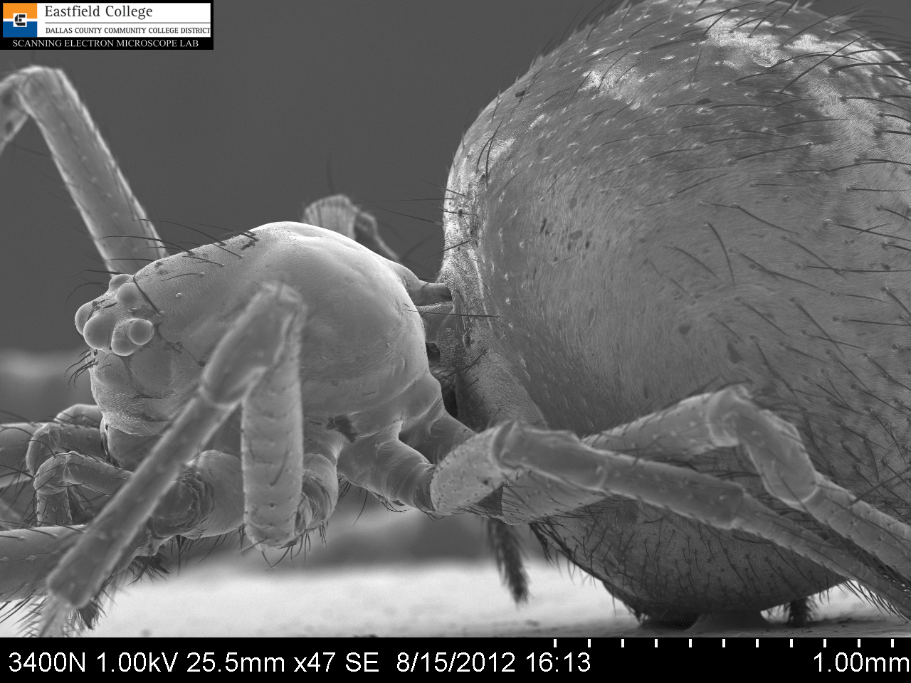 Scanning Electron Microscope Blog: Itsy Bitsy Spider - The Scanning ...