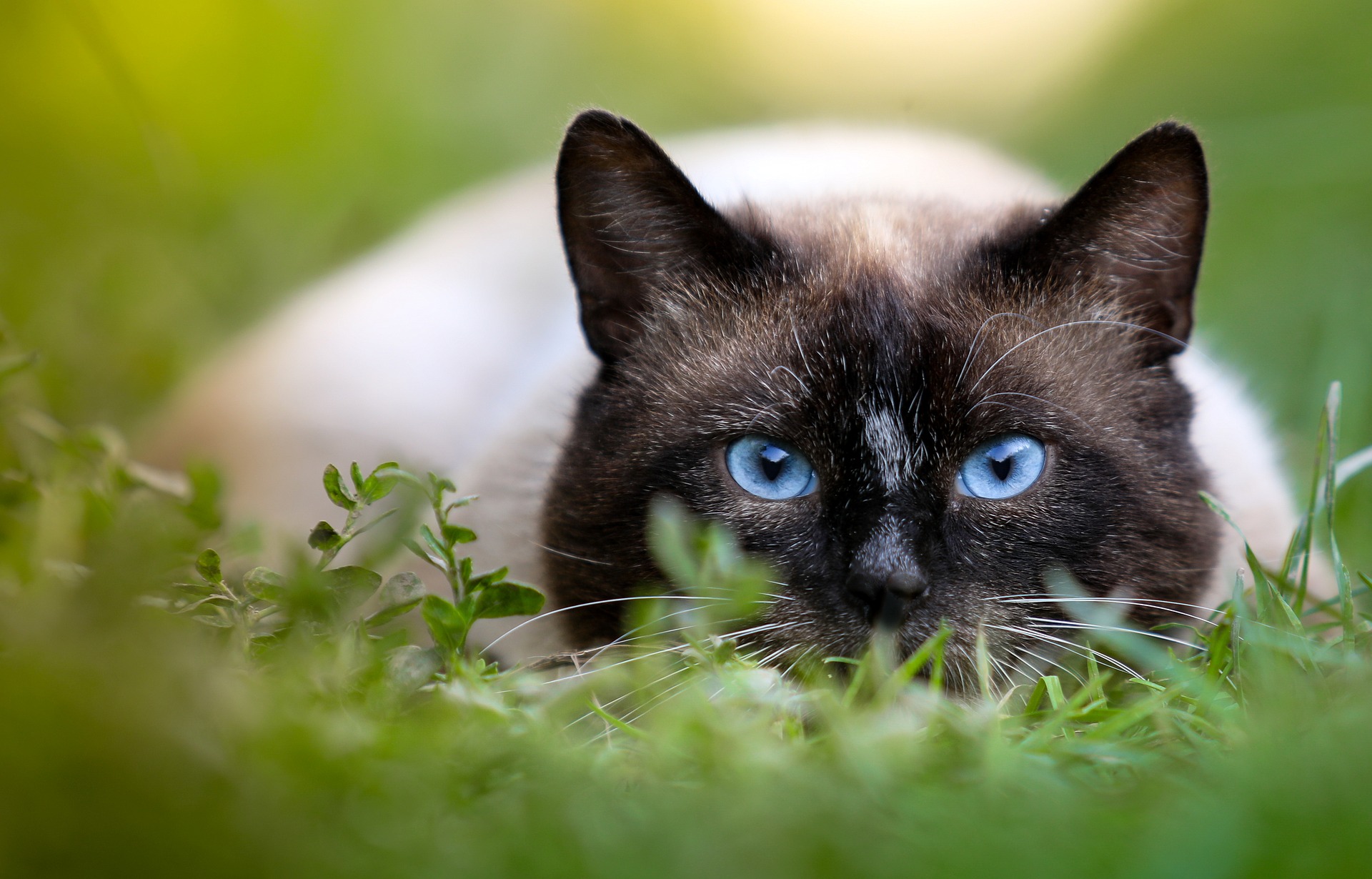Siamese cat Price Personal characteristics and Tips for raising ...