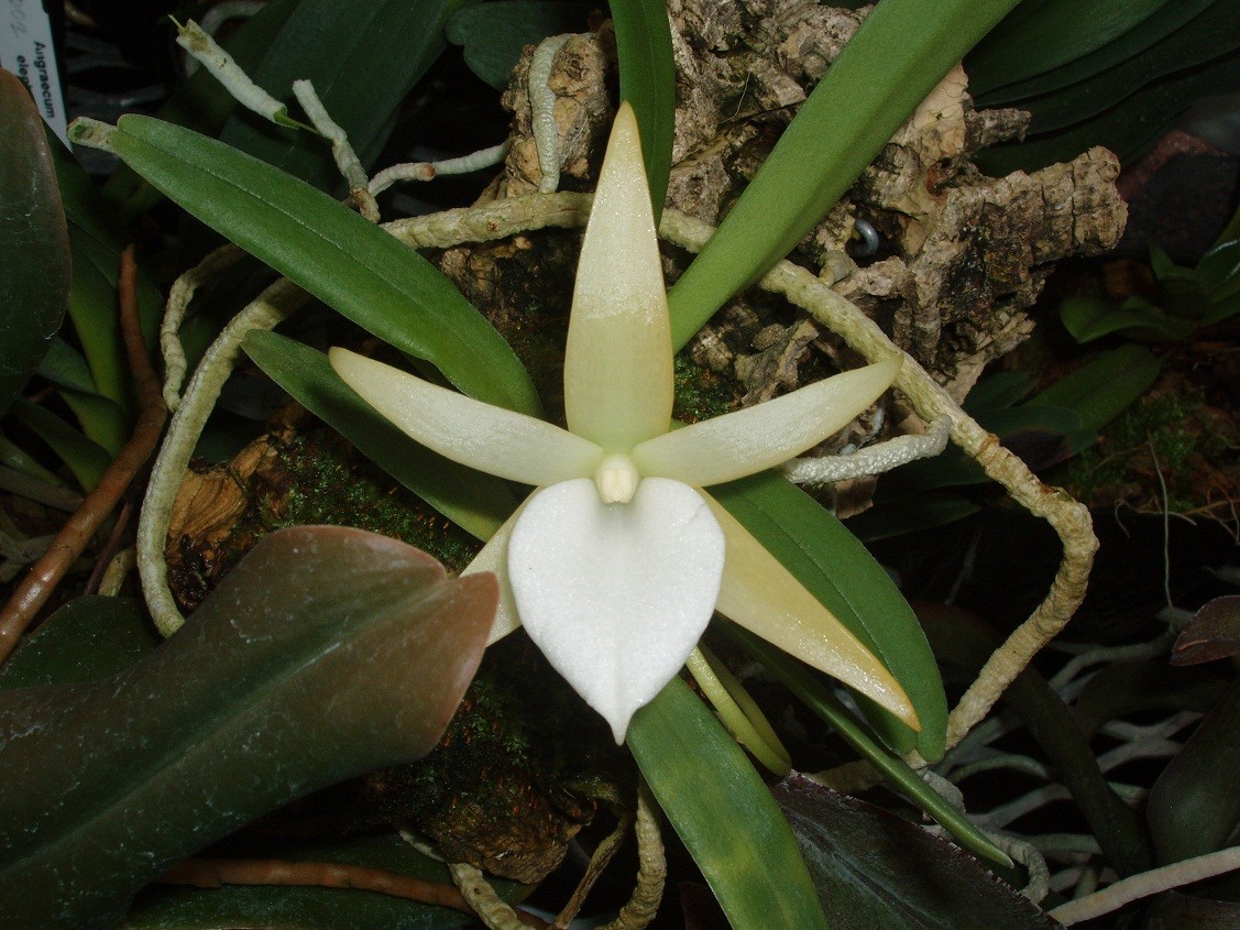Angraecum elephantinum orchid plant care and culture | Travaldo's blog