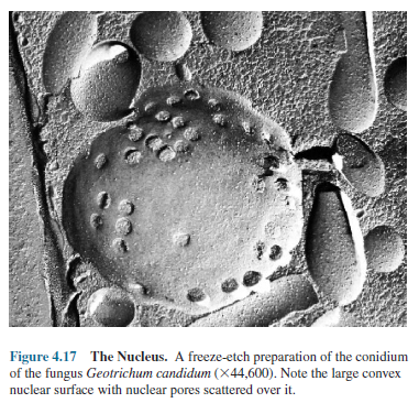 Microbiology Notes: Eucaryotic Cell Structure and Function