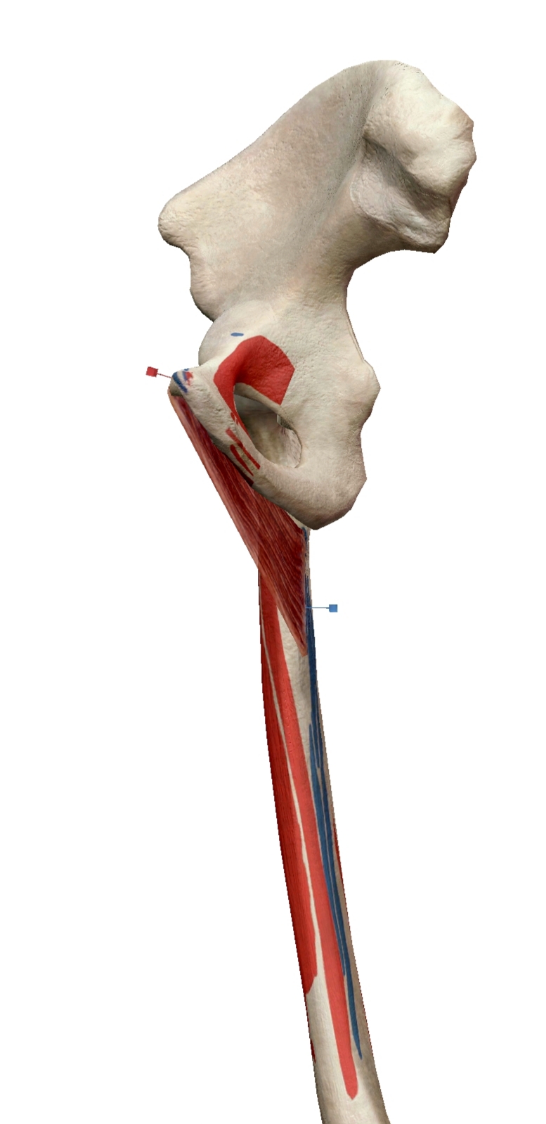 ADDUCTOR MUSCLE STRAINS