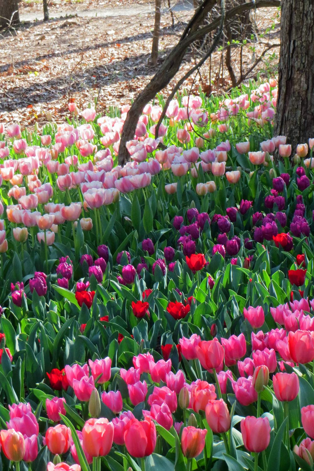 An Arkies Musings: Tulip Mania