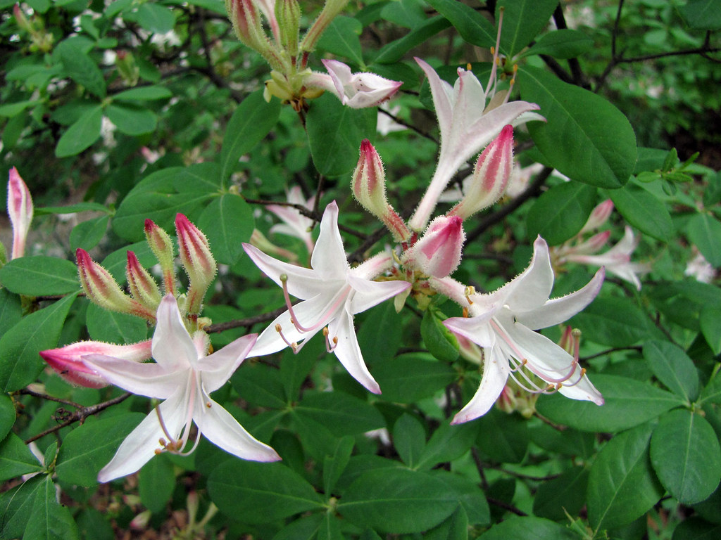 Rhododendron atlanticum - Dwarf azalea - Azalea atlantica care and ...