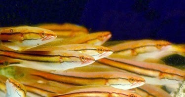 Ikan gabus Toman - Akuarium Ikan Hias