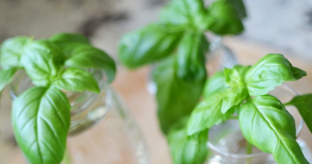 33 Shades of Green: How to Propagate Basil