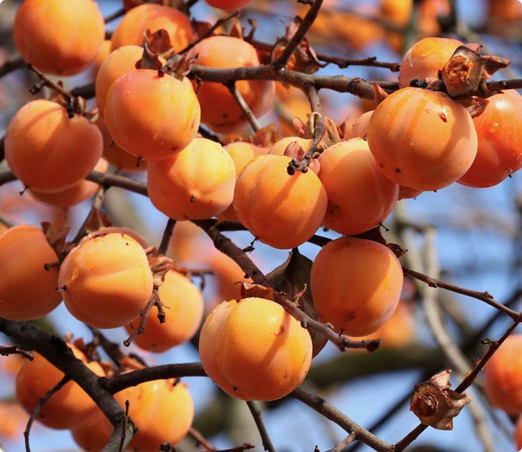 PROVERBE, ZICATORI, INVATATURI, MAXIME, POVESTI, ALEGORII, METAFORE ...