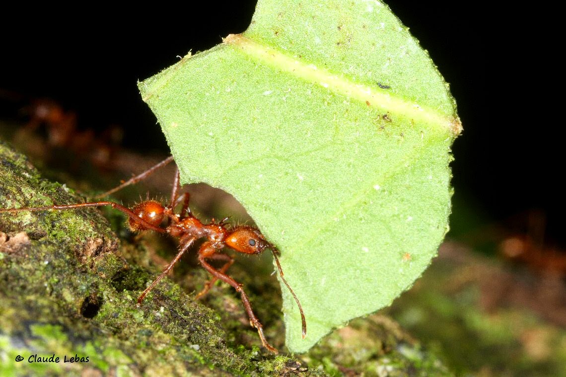 fourmis du Mexique: Atta cephalotes