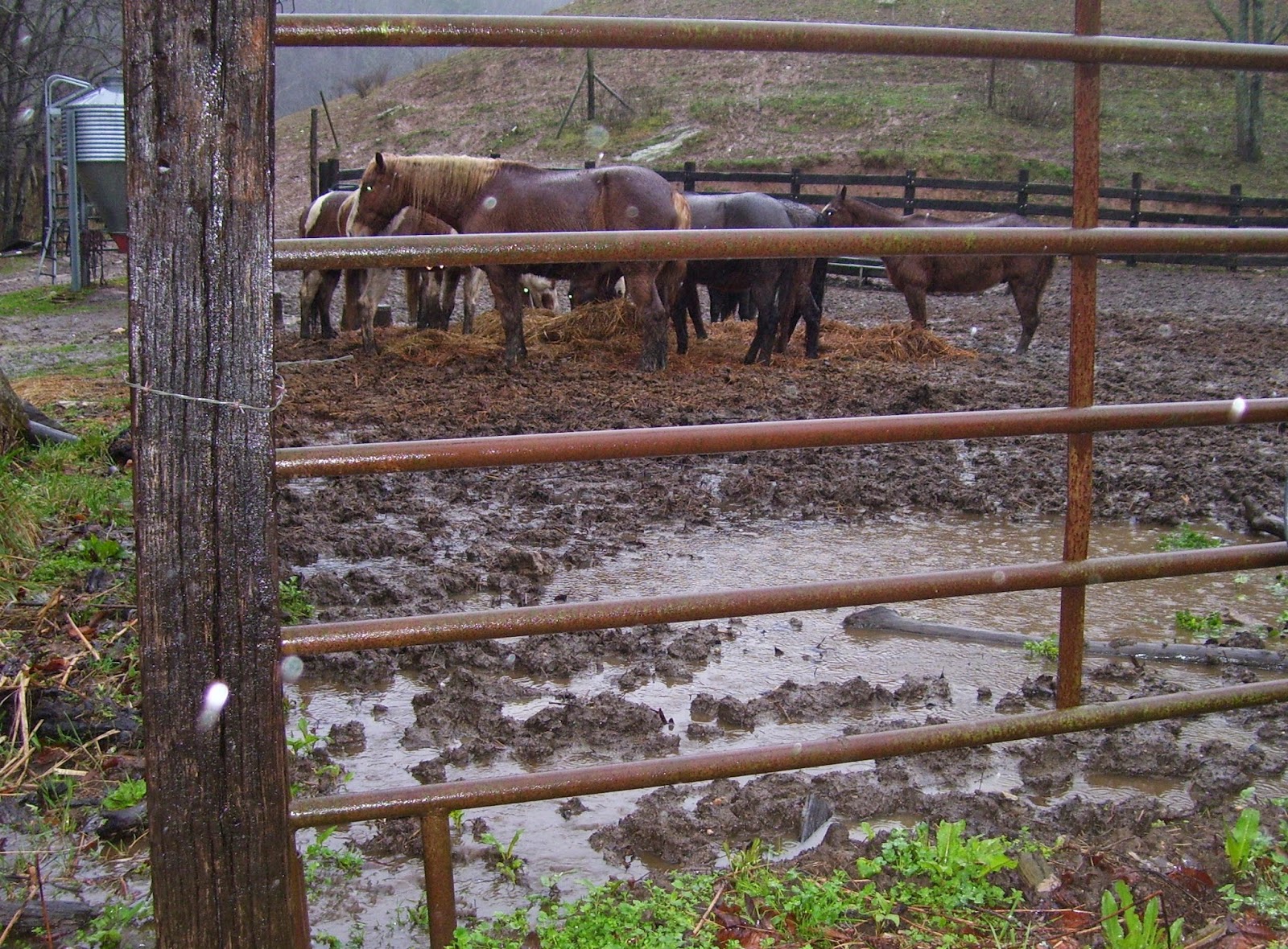 D.A. and J.P.D. Buffalo Farm