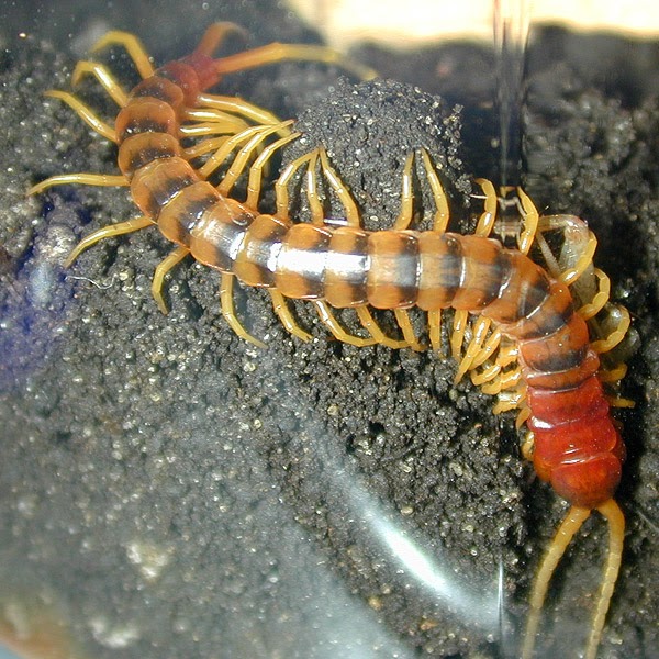 BREA VENENOS: -Scolopendra (ESCOLOPENDRA O CIENPIES VENENOSO)