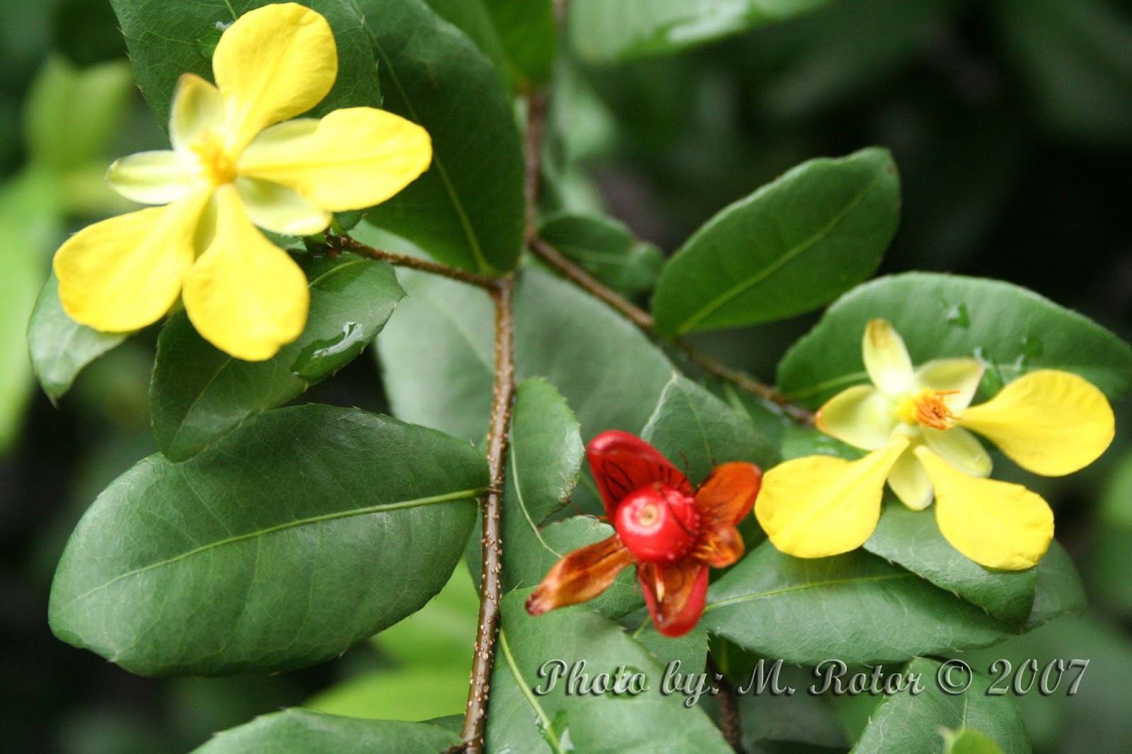 Living with Nature - School on Blog by Dr. Abercio V. Rotor: Dimorphism