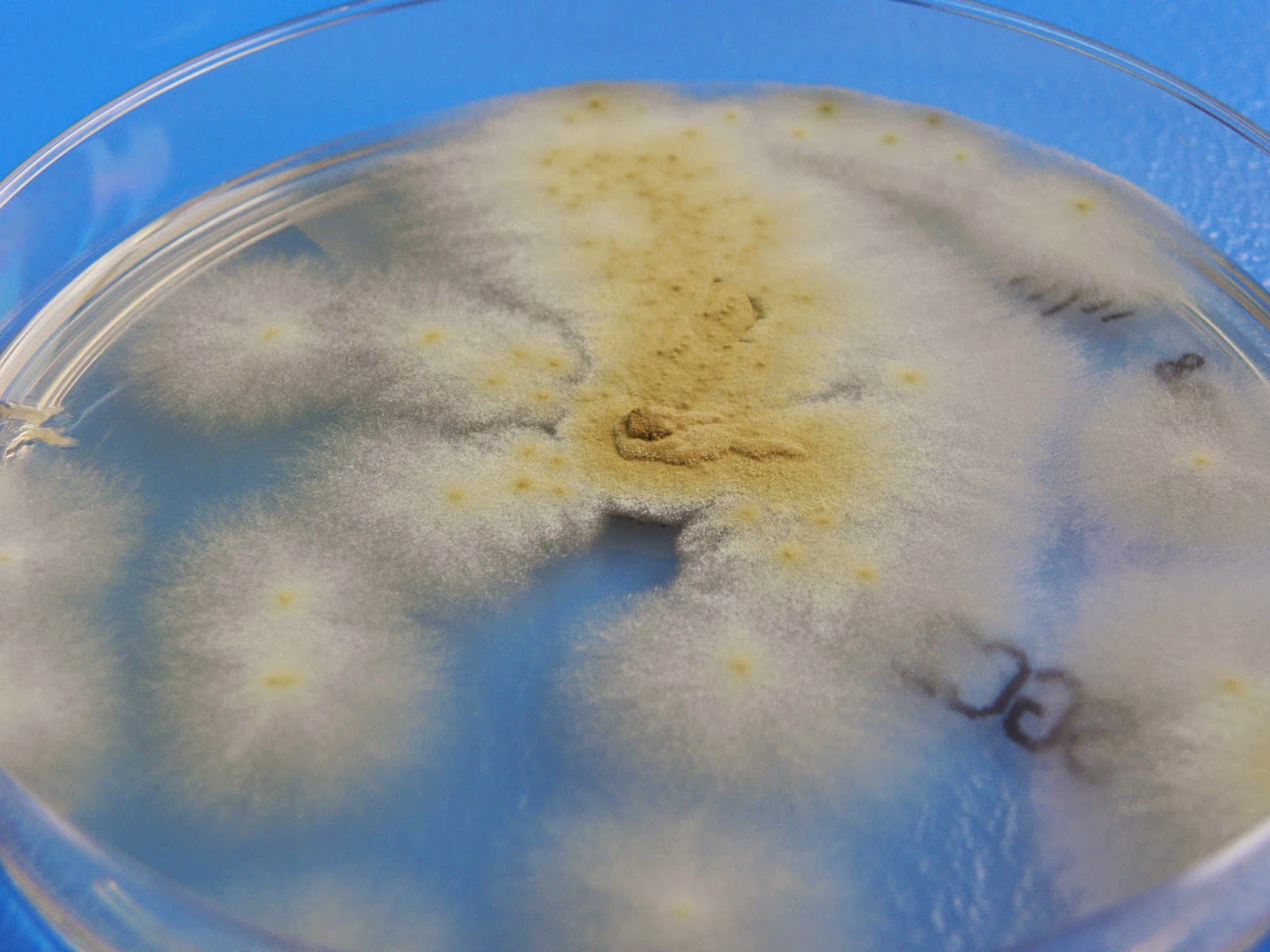 ATLAS MICOLOGIA: PAECILOMYCES VARIOTII