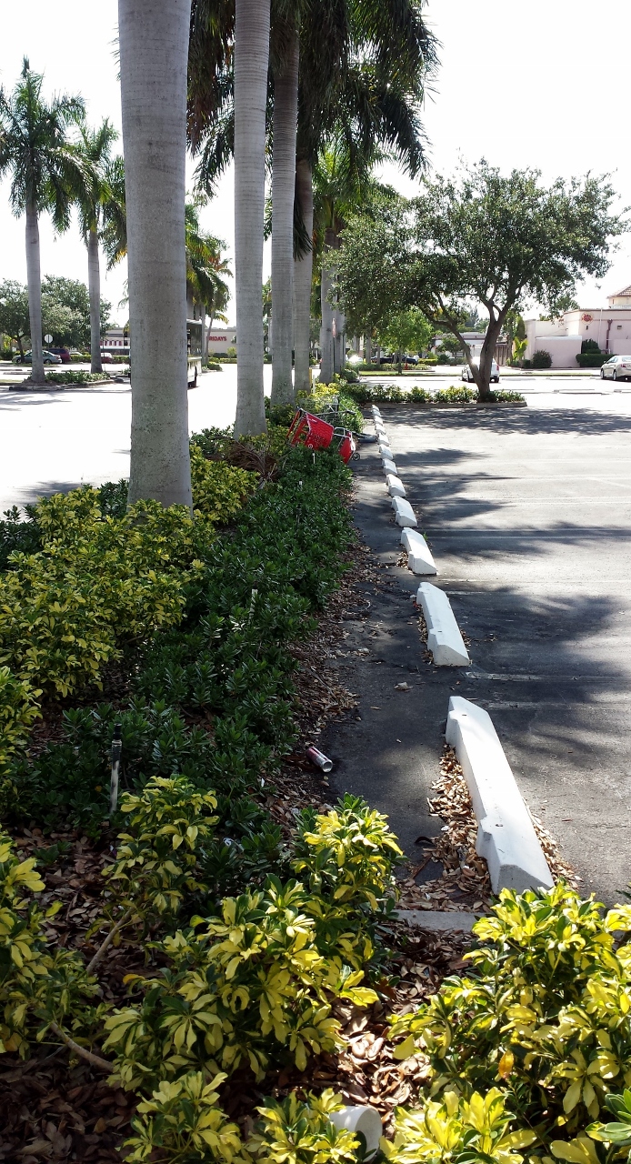 Florida Native Landscaping: Green Island Ficus and Trinette
