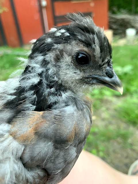 This’N’That Family Farm: Chicken Breeds; The Unique Ones and the Dependable