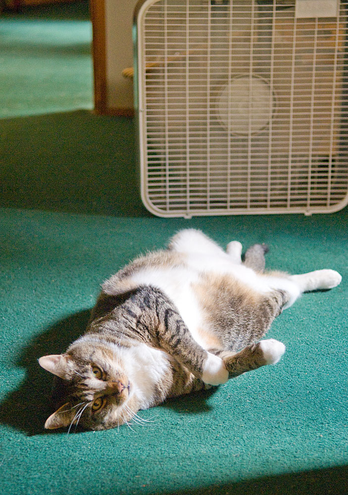 Exclusively Cats Veterinary Hospital Blog: Feline Hyperthermia: Is ...