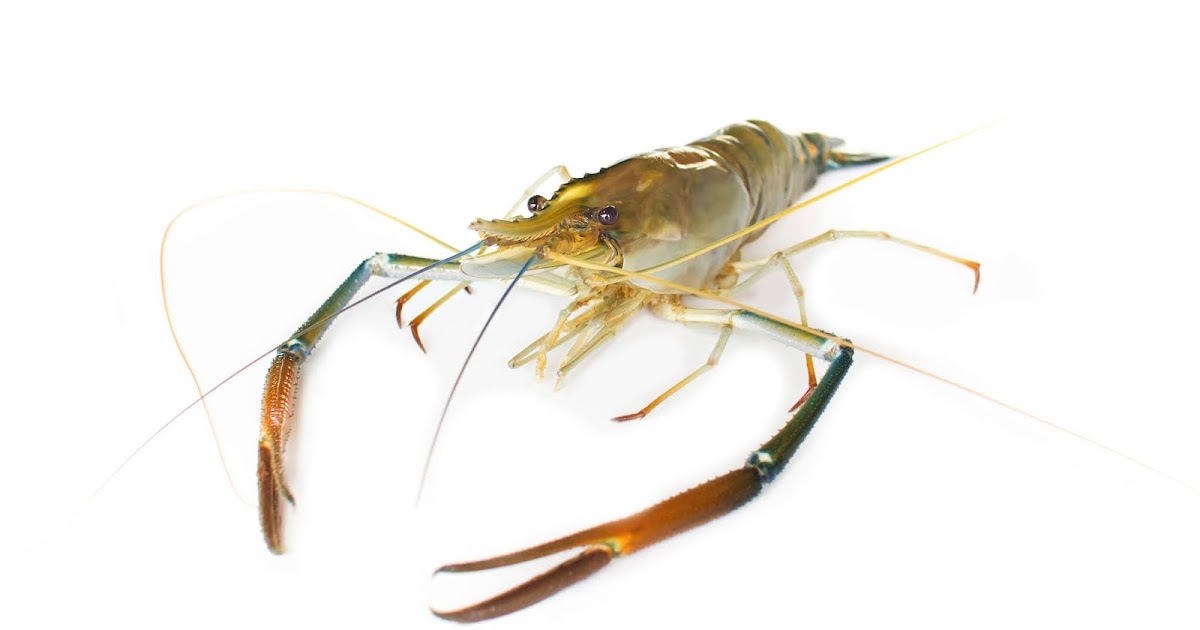 How to Cultivate Giant Prawns in a Pond - fish-hobbyist