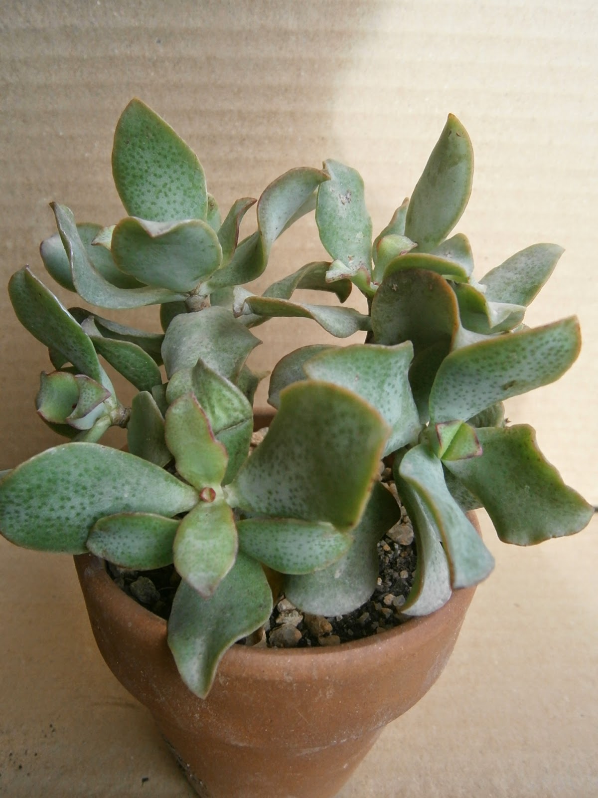 Crassula arborescens subsp. undulatifolia