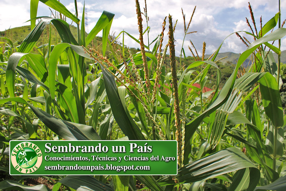 Manual Agronómico: Cultivo de Maíz (Agricultura)