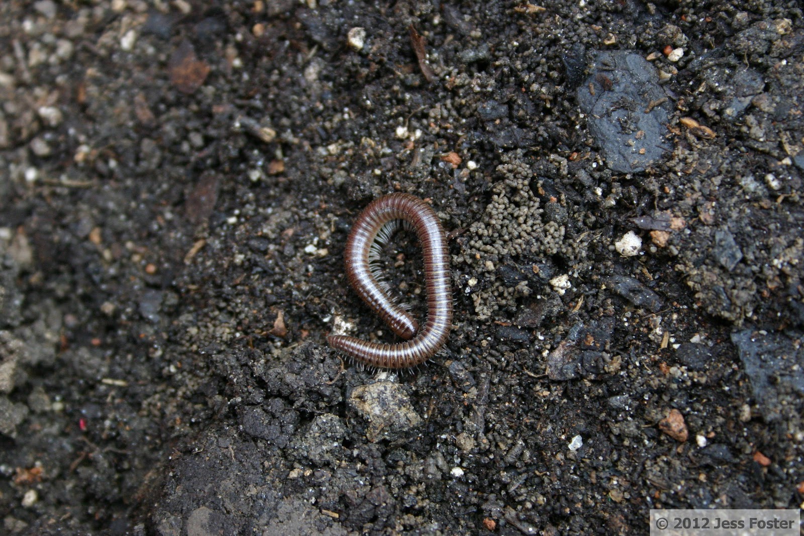 Sluggin' Along: Common Millipede