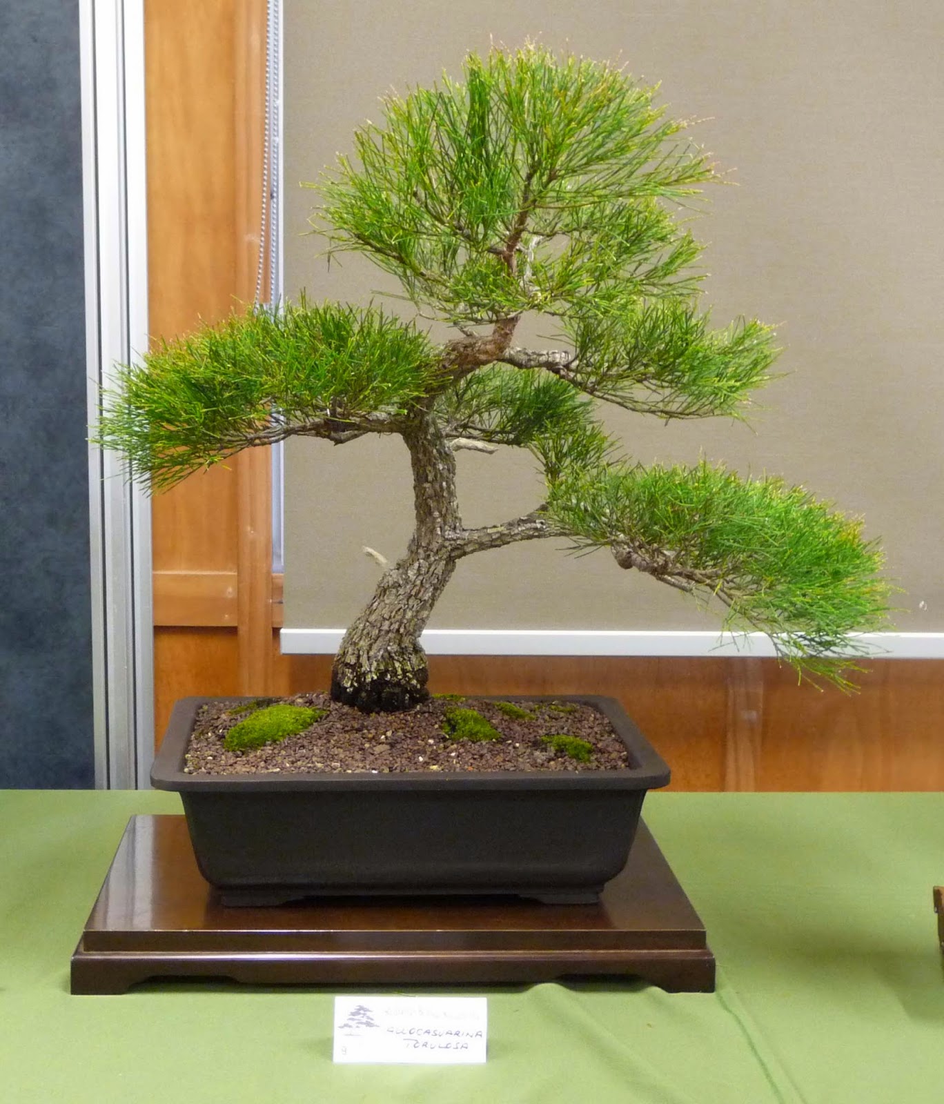Stephen Cullum's Bonsai & Pottery: Post 150 Australian Native Bonsai ...