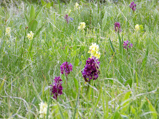 Divlje orhideje u okolini Kraljeva