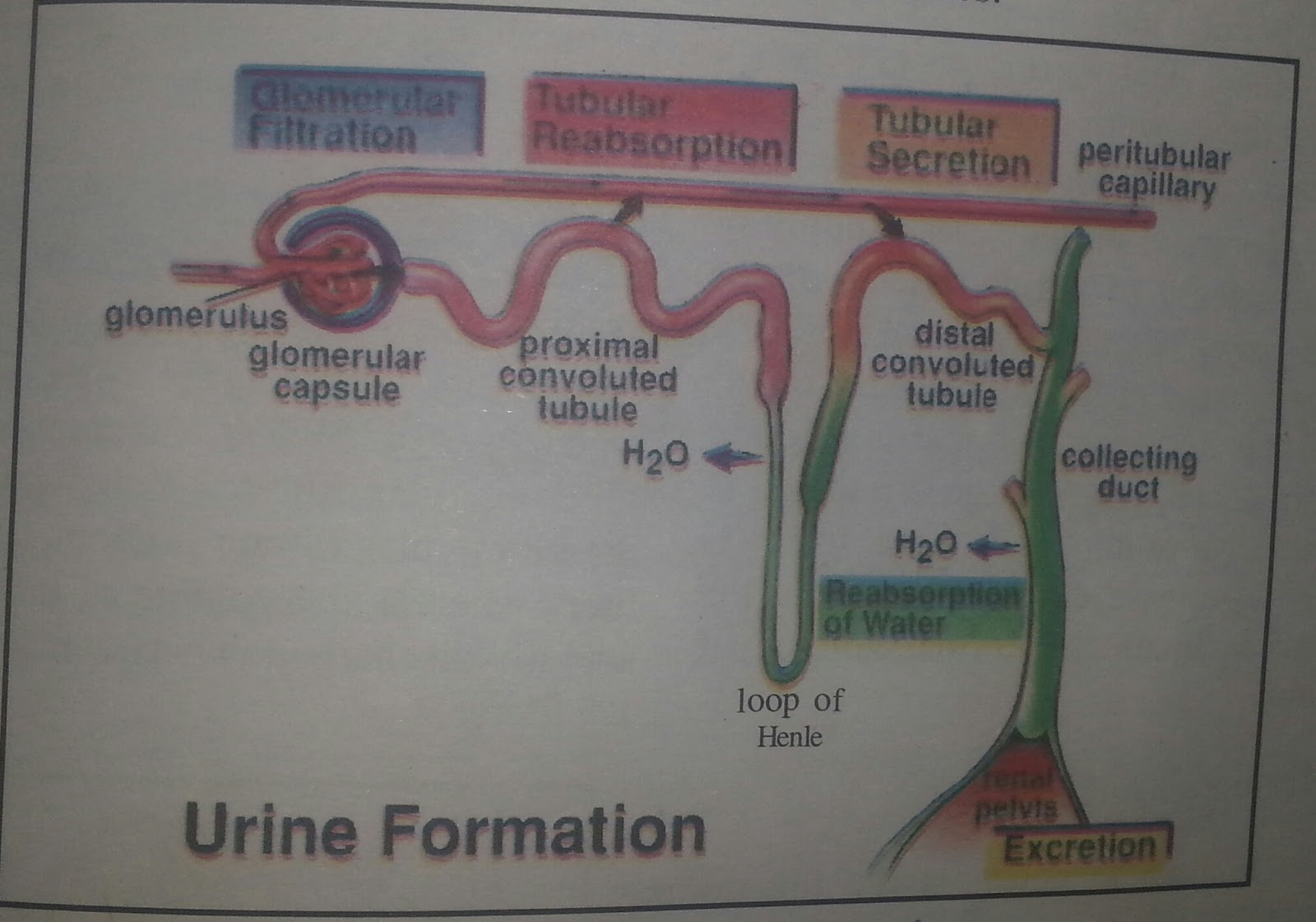 Process of urine formation