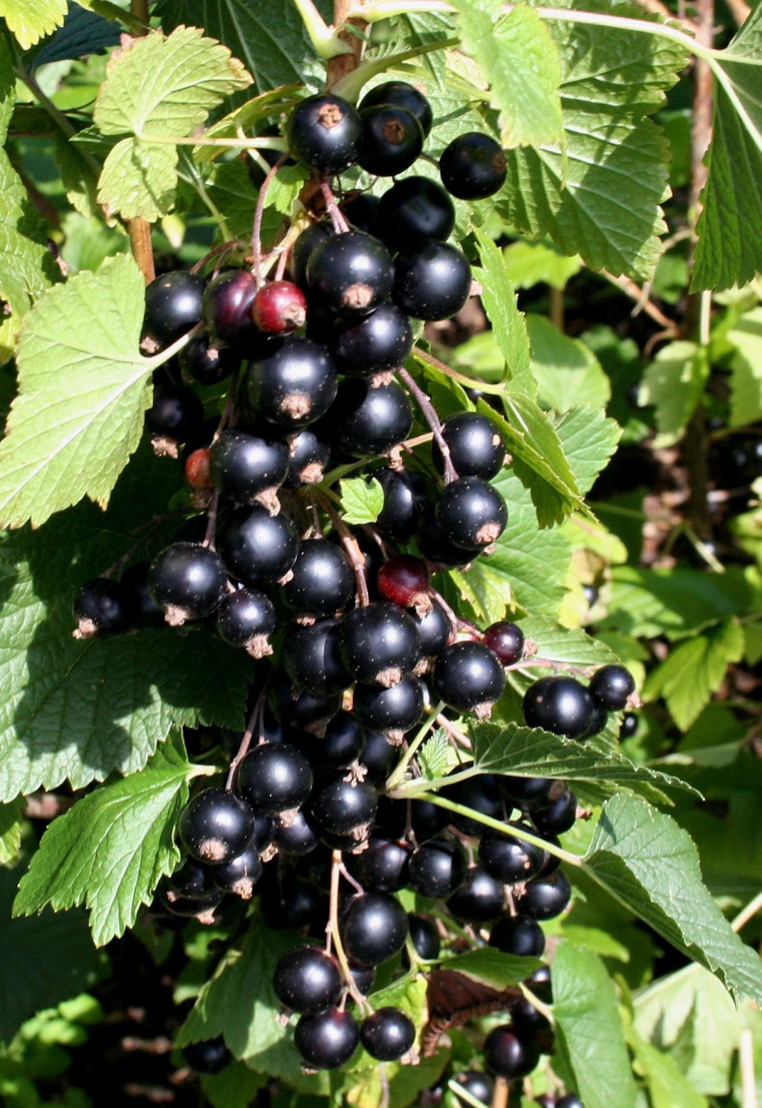 Scottish Artist and his Garden: BLACKCURRANTS