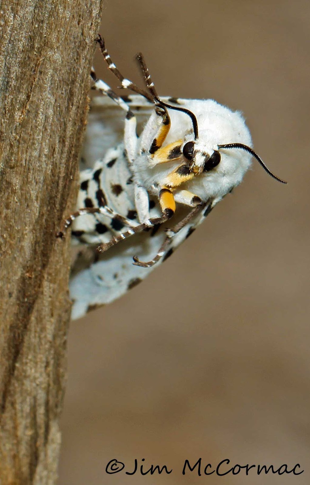 Ohio Birds and Biodiversity: Salt Marsh Moth: Carpet-bombing ...