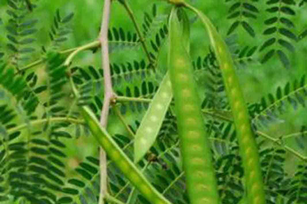 WOW this is the GREAT Benefits and Recipes of Leucaena Leucocephala ...
