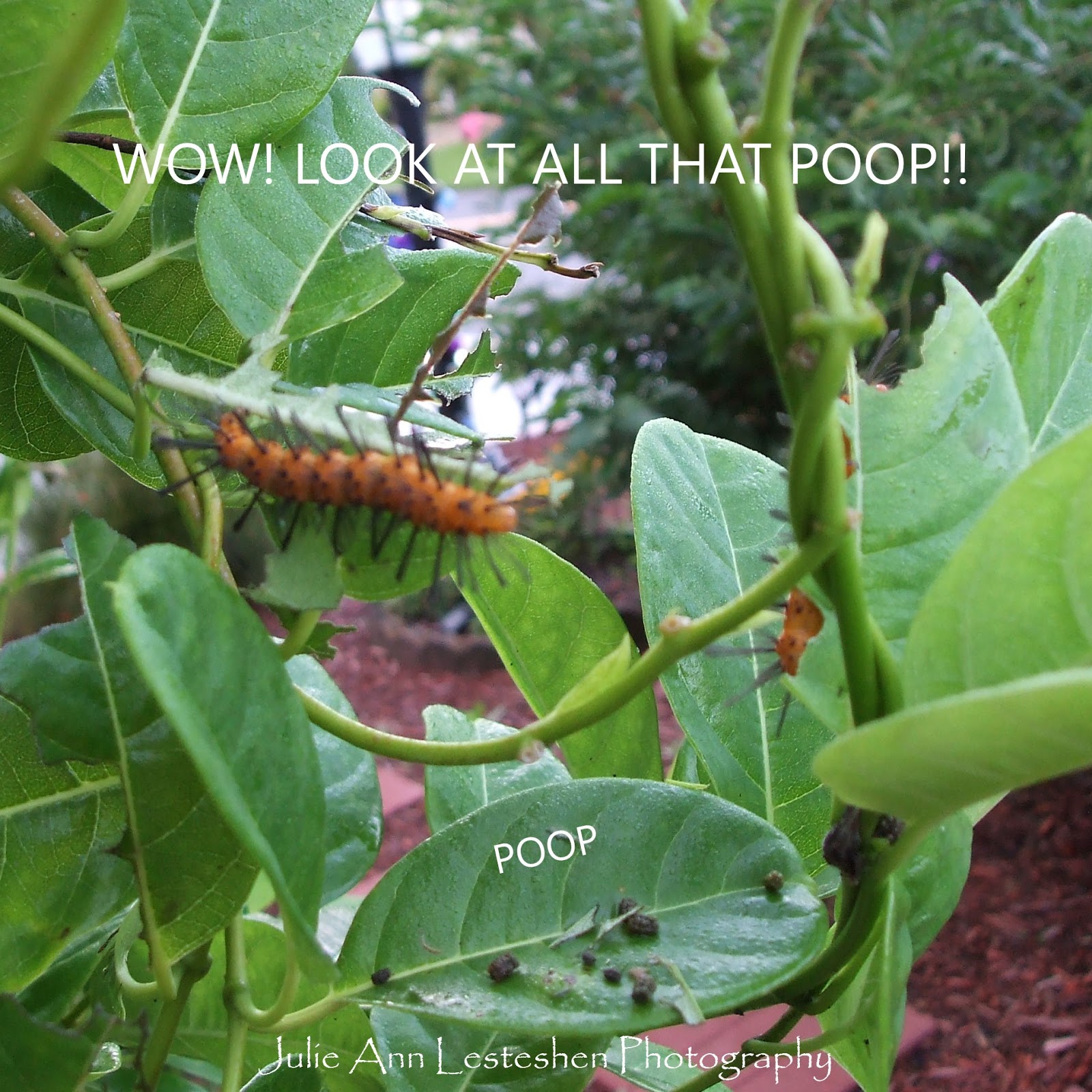 Julie Ann Brady : Blog On: 12/01/2019 - 01/01/2020