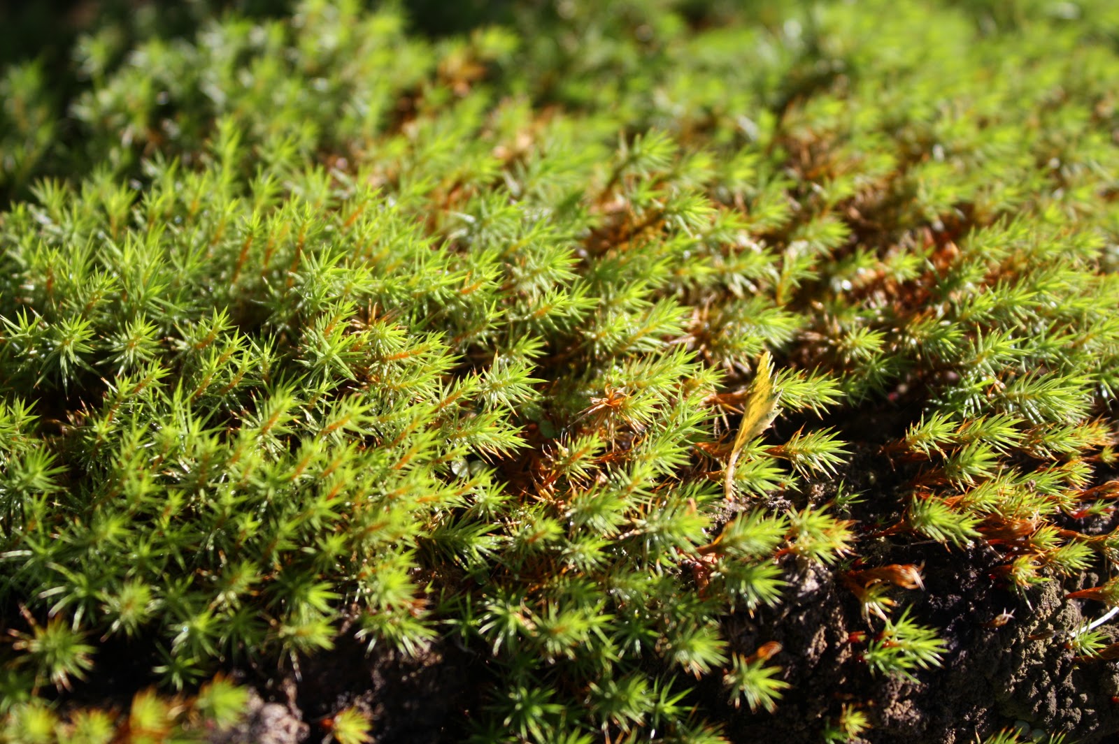 Trädgårdstankar: Mossa