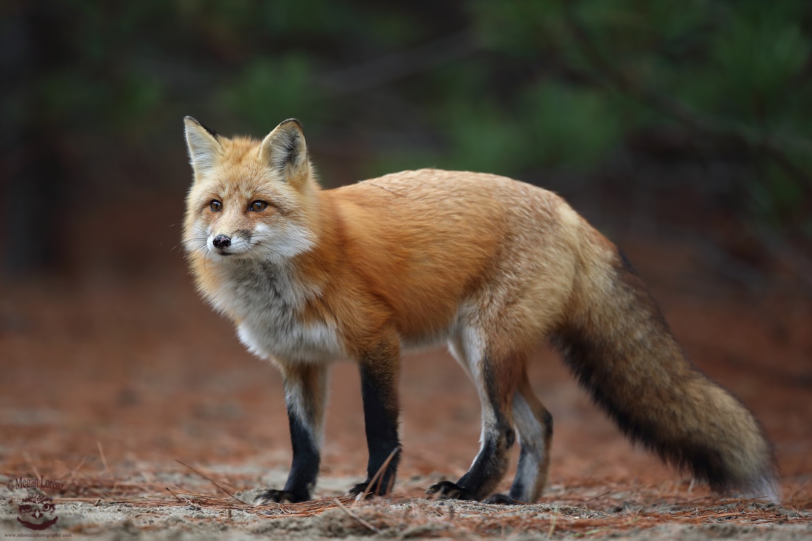 MLorenz Photography: Red Fox