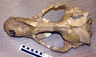 The Coastal Paleontologist: Southern California Research Trip, Part 3 ...