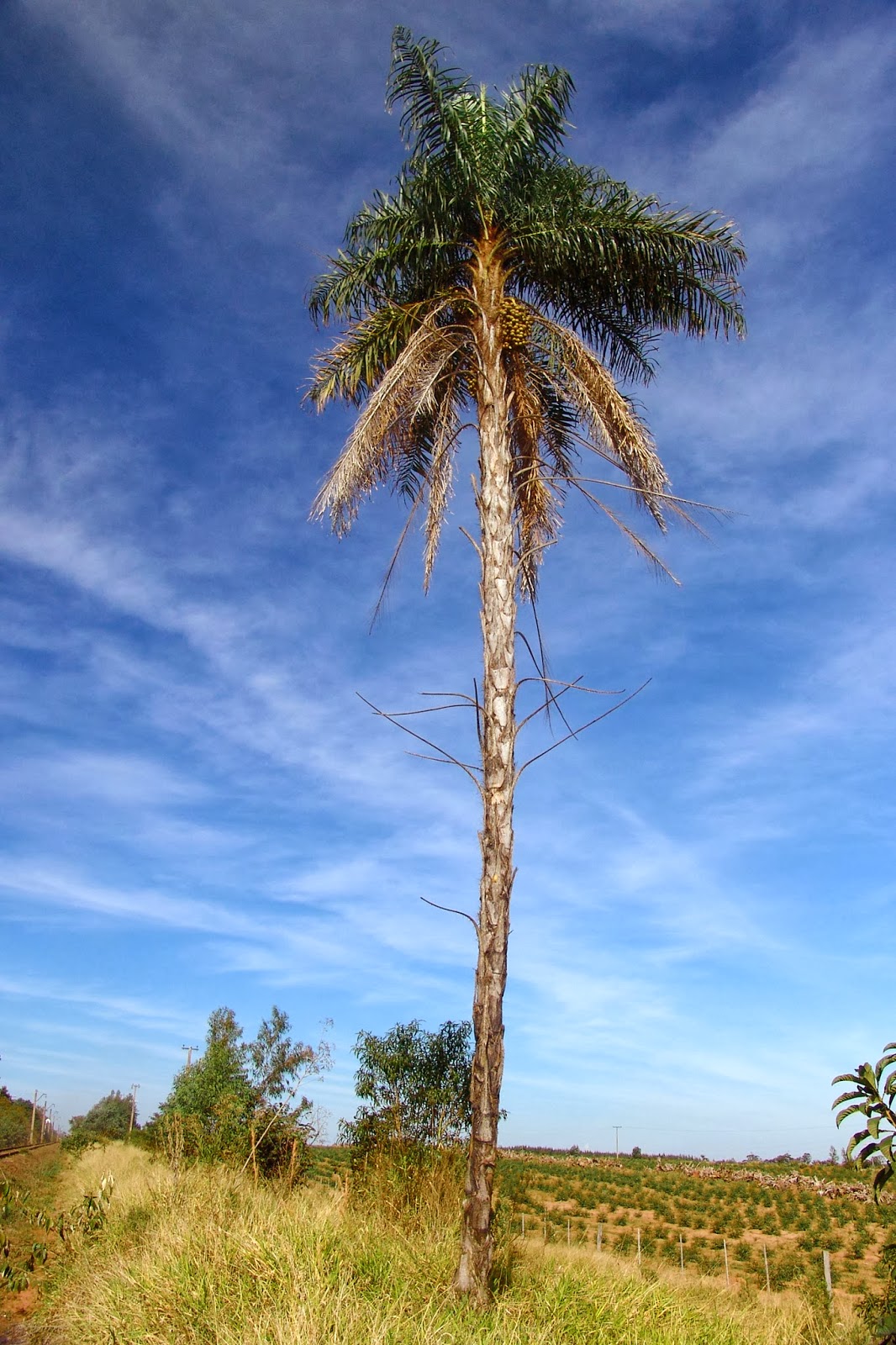 As mil e uma utilidades da Macaúba