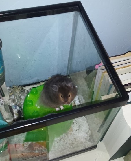Upon Reflection...: Lessons on Prayer From A Hamster