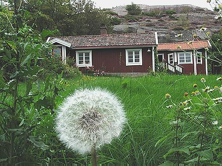 Leo&Decora: Maskros inspiration