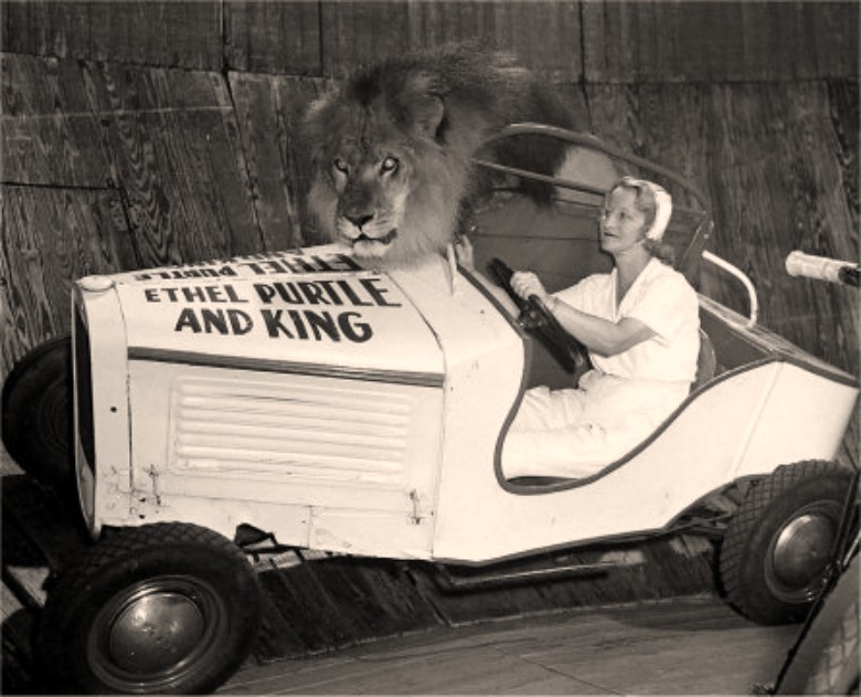 Just A Car Guy: The wall of death, somehow appealed to sidecar lions!